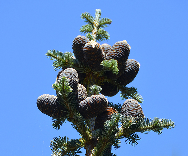 SelecTree: A Tree Selection Guide