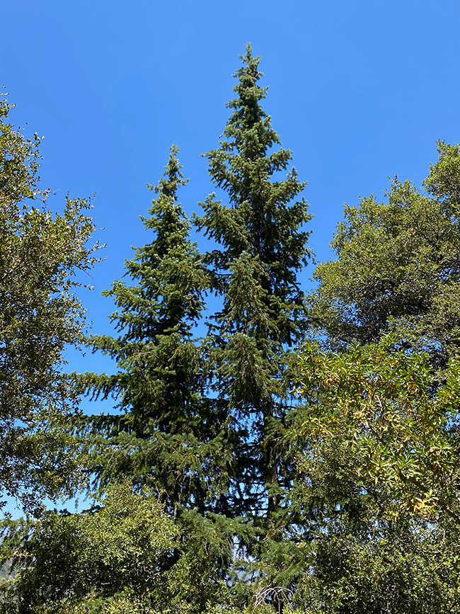 SelecTree: A Tree Selection Guide