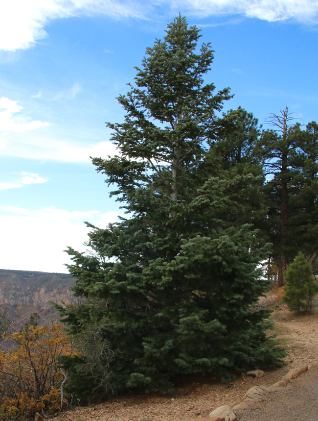 SelecTree: A Tree Selection Guide