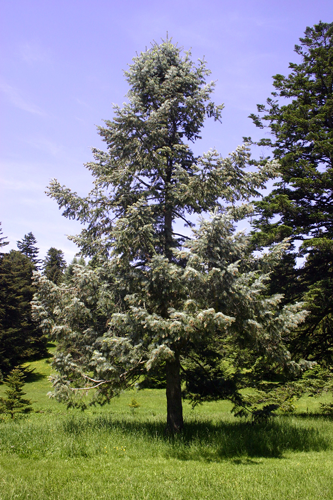 SelecTree: A Tree Selection Guide