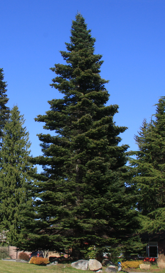 SelecTree: A Tree Selection Guide