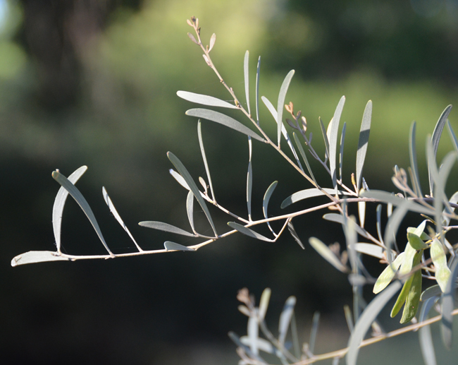 SelecTree: A Tree Selection Guide