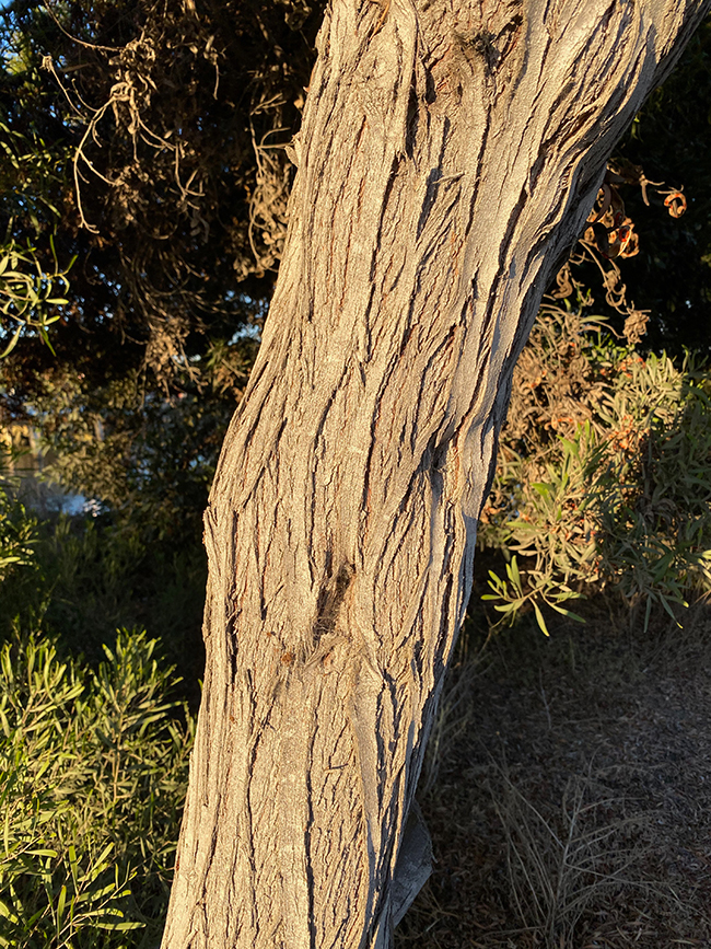 SelecTree: A Tree Selection Guide