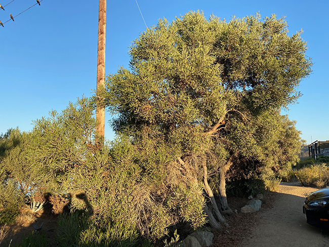 SelecTree: A Tree Selection Guide
