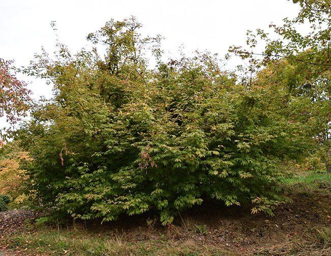 SelecTree: A Tree Selection Guide