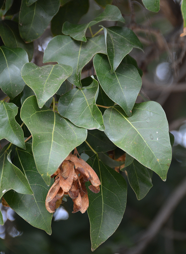 SelecTree: A Tree Selection Guide