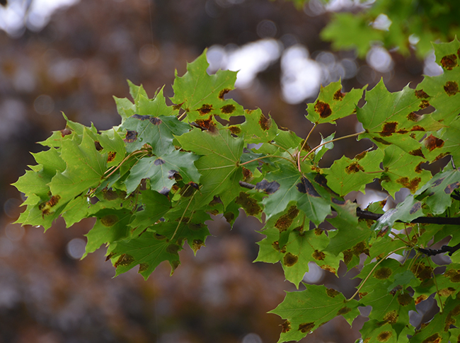 SelecTree: A Tree Selection Guide