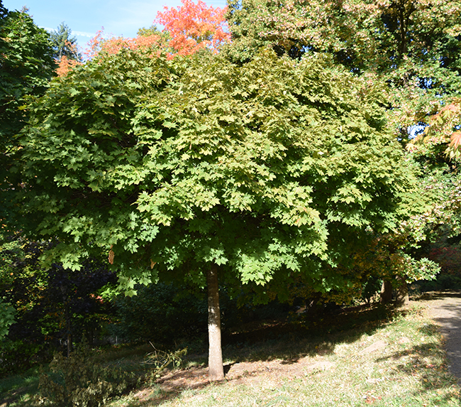 SelecTree: A Tree Selection Guide