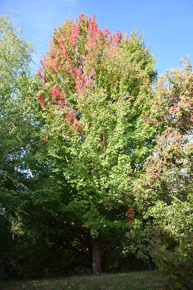 SelecTree: A Tree Selection Guide