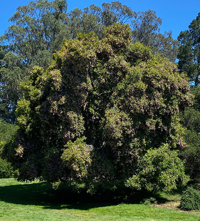 SelecTree: A Tree Selection Guide