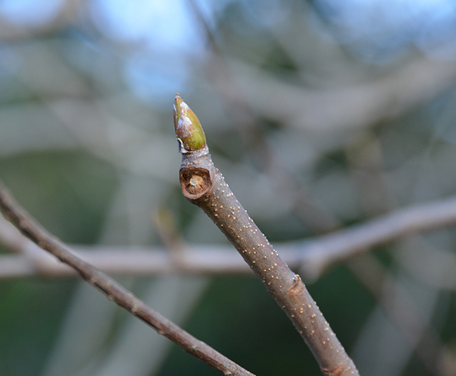 SelecTree: A Tree Selection Guide