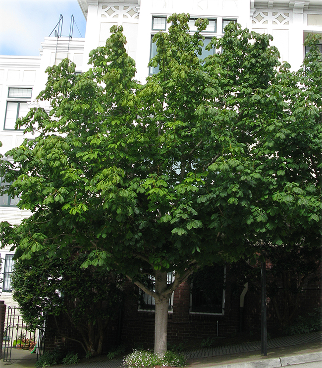 SelecTree: A Tree Selection Guide