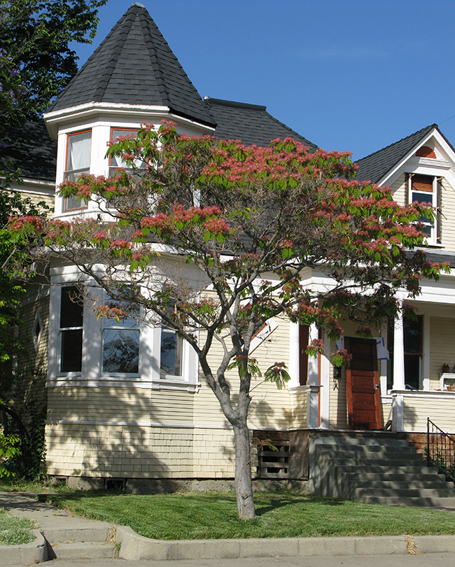 SelecTree: A Tree Selection Guide