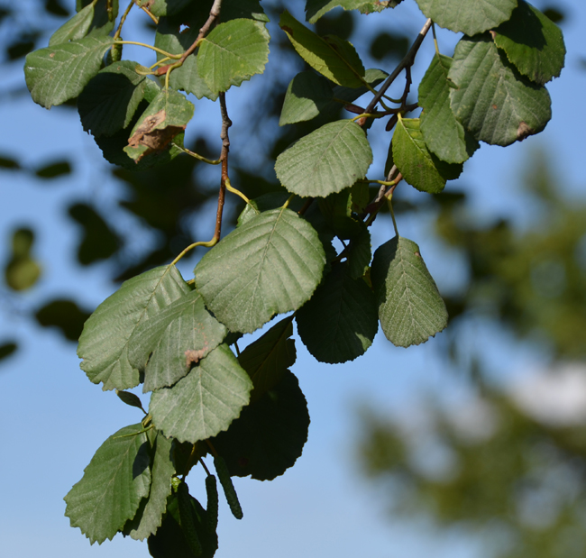 SelecTree: A Tree Selection Guide