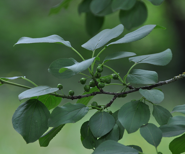 SelecTree: A Tree Selection Guide