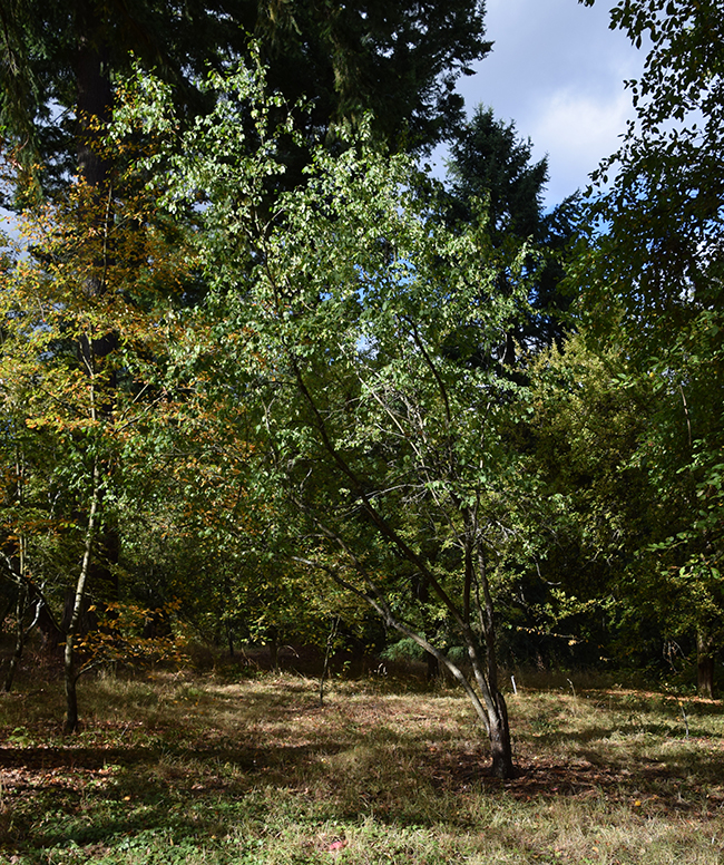 SelecTree: A Tree Selection Guide