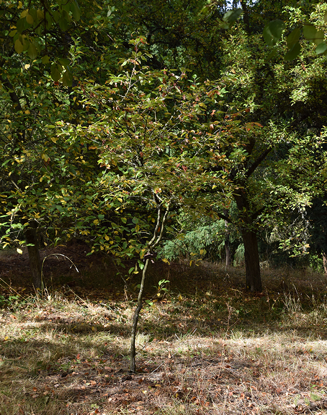 SelecTree: A Tree Selection Guide