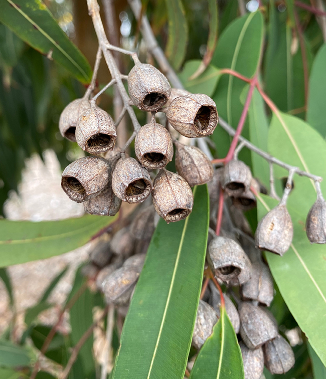 SelecTree: A Tree Selection Guide