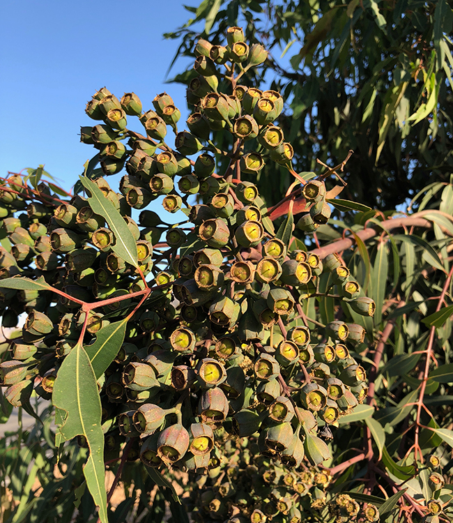 SelecTree: A Tree Selection Guide