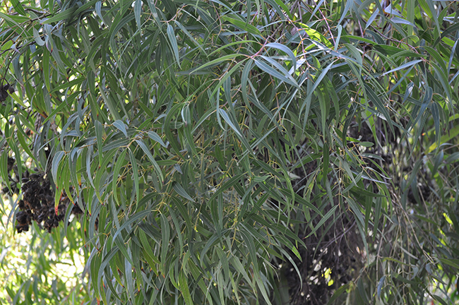 SelecTree: A Tree Selection Guide