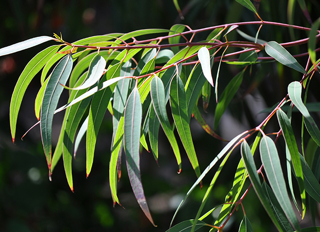 SelecTree: A Tree Selection Guide