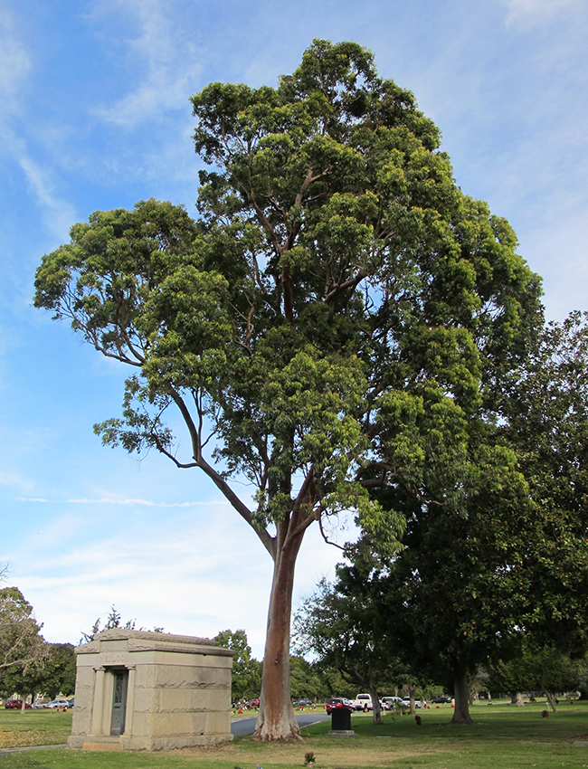 SelecTree: A Tree Selection Guide