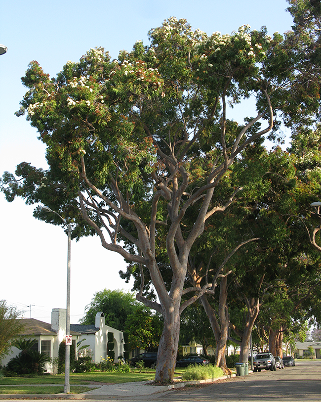 SelecTree: A Tree Selection Guide