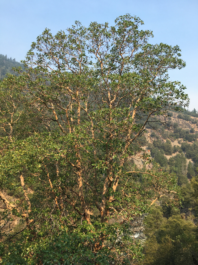 SelecTree: A Tree Selection Guide