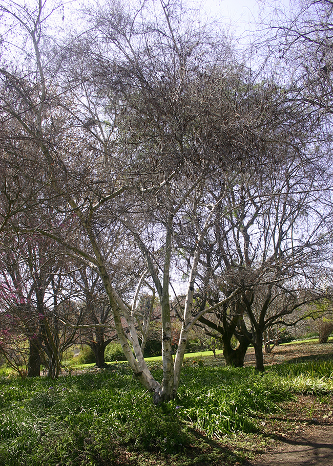SelecTree: A Tree Selection Guide