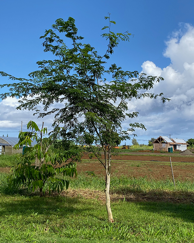 SelecTree: A Tree Selection Guide