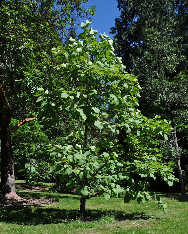 SelecTree: A Tree Selection Guide