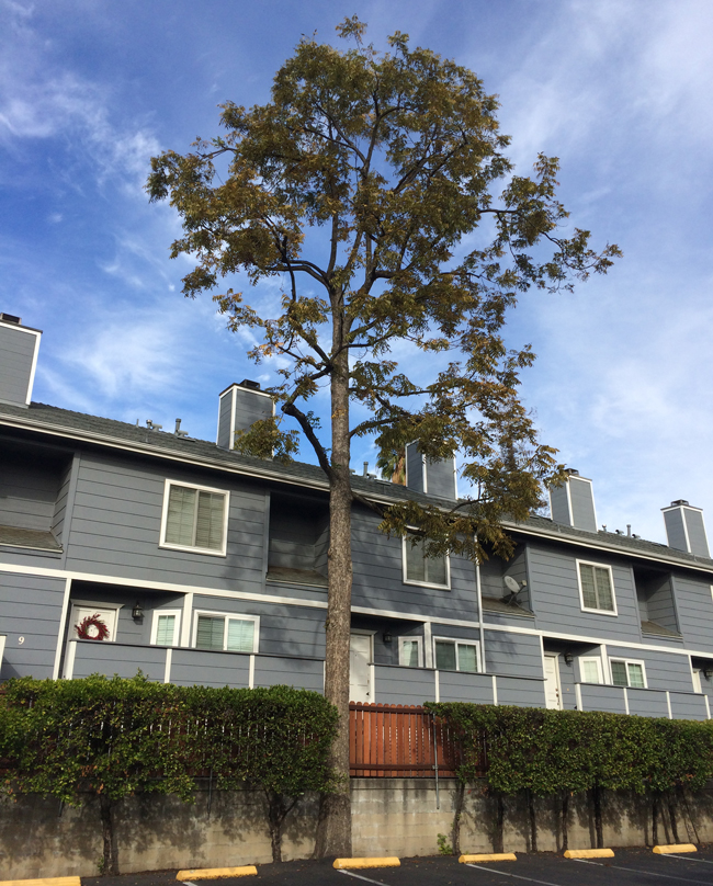 SelecTree: A Tree Selection Guide