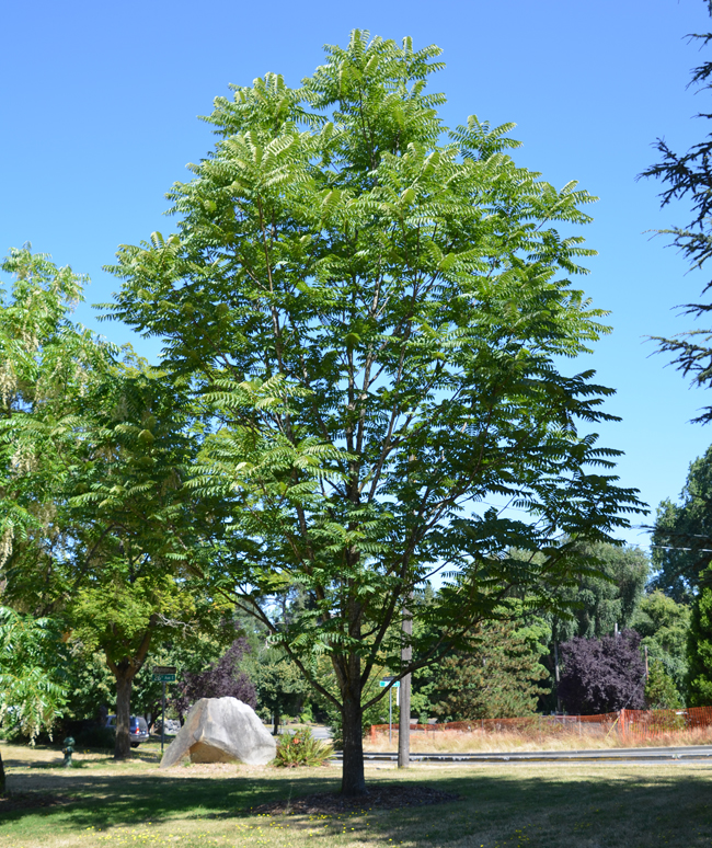 SelecTree: A Tree Selection Guide
