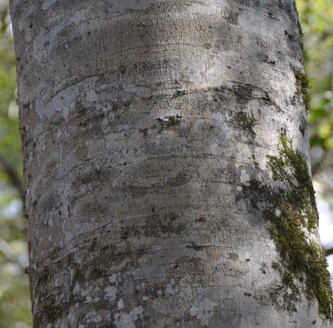 SelecTree: A Tree Selection Guide