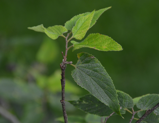 SelecTree: A Tree Selection Guide