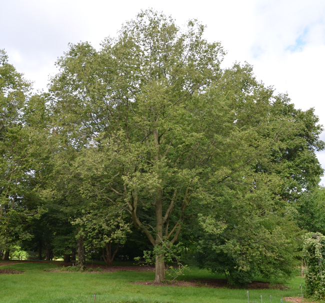 SelecTree: A Tree Selection Guide
