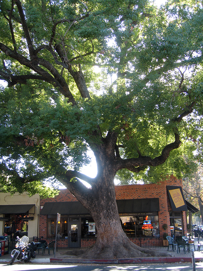 SelecTree: A Tree Selection Guide