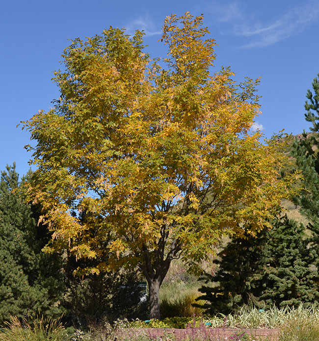SelecTree: A Tree Selection Guide