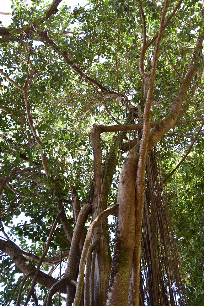 SelecTree: A Tree Selection Guide