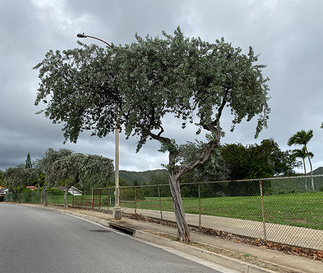 SelecTree: A Tree Selection Guide