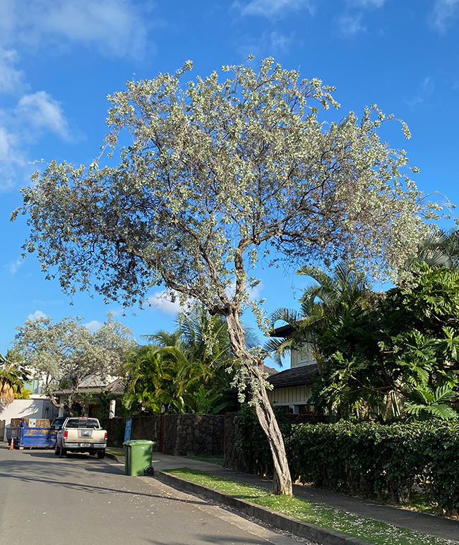 SelecTree: A Tree Selection Guide