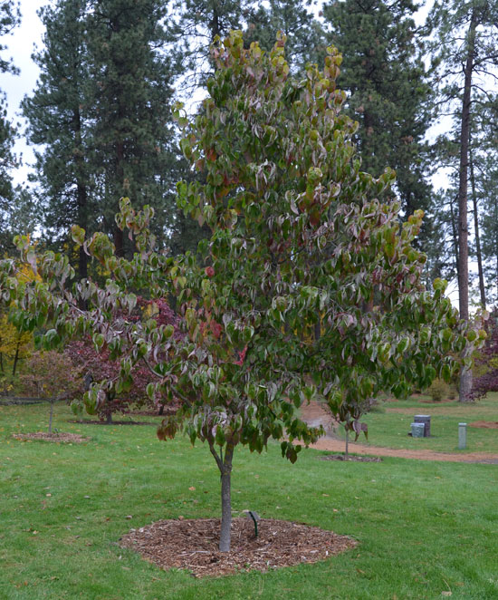 SelecTree: A Tree Selection Guide