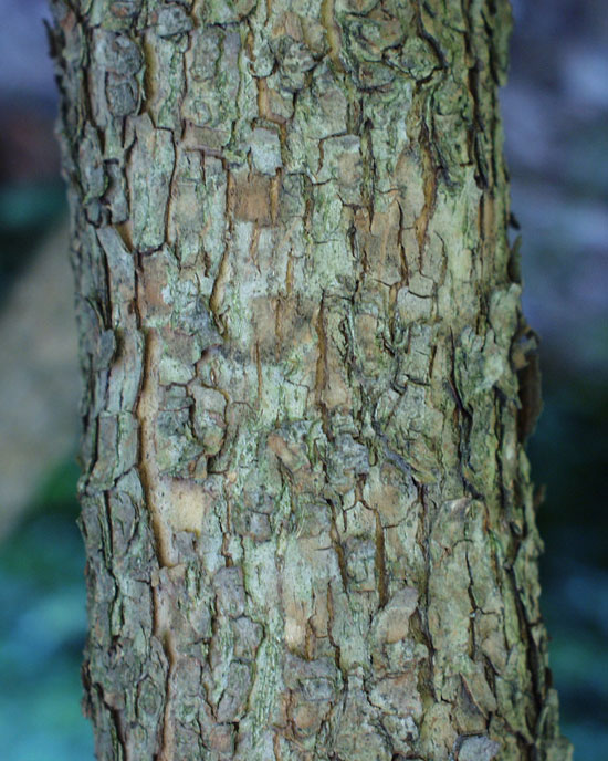 SelecTree: A Tree Selection Guide