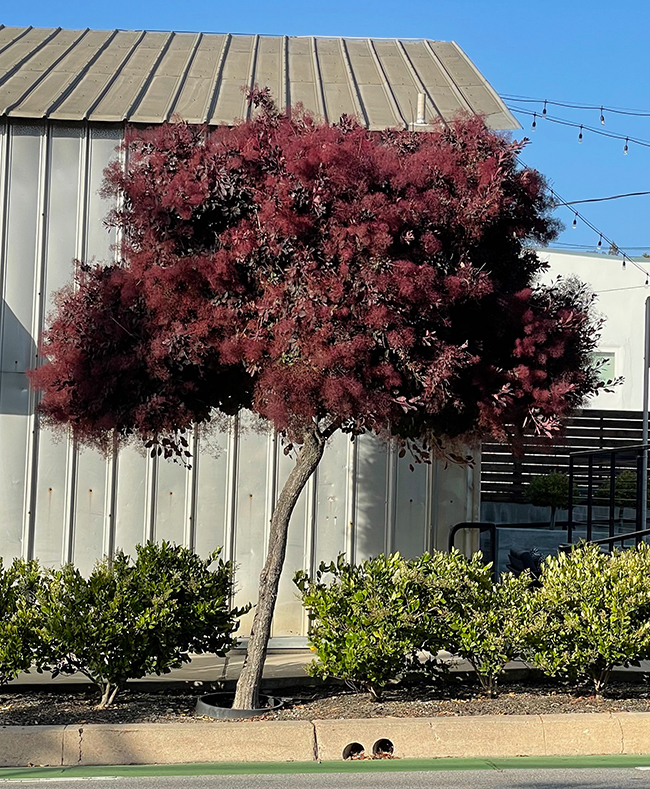 SelecTree: A Tree Selection Guide