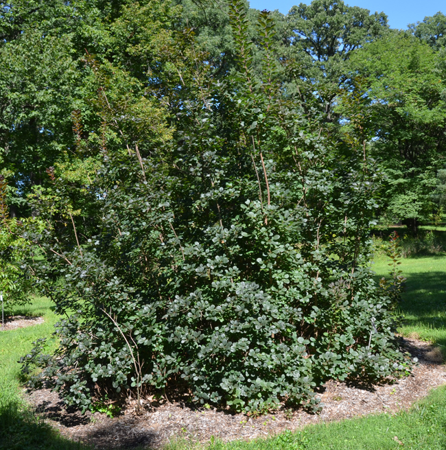 SelecTree: A Tree Selection Guide