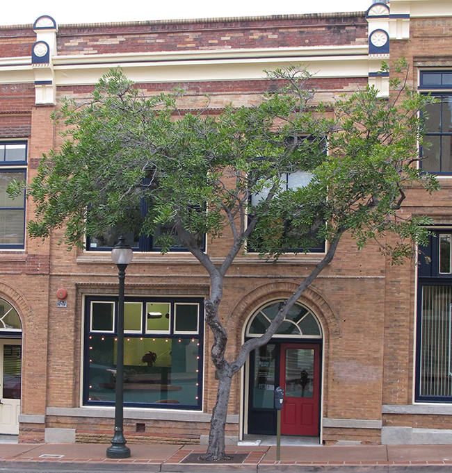 SelecTree: A Tree Selection Guide