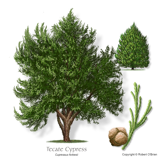 SelecTree: A Tree Selection Guide