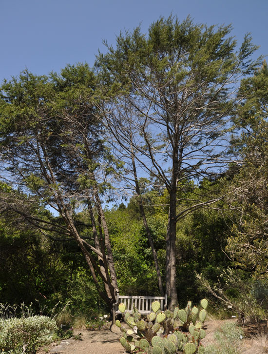 SelecTree: A Tree Selection Guide