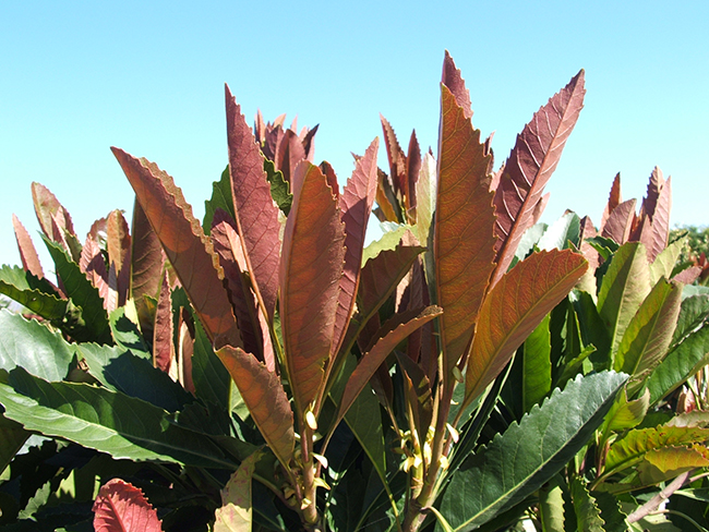 SelecTree: A Tree Selection Guide