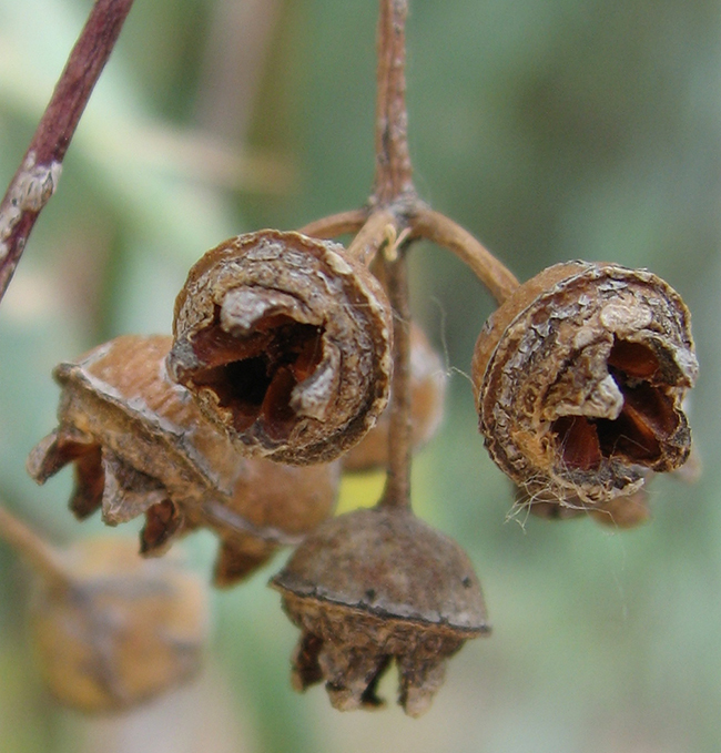 SelecTree: A Tree Selection Guide